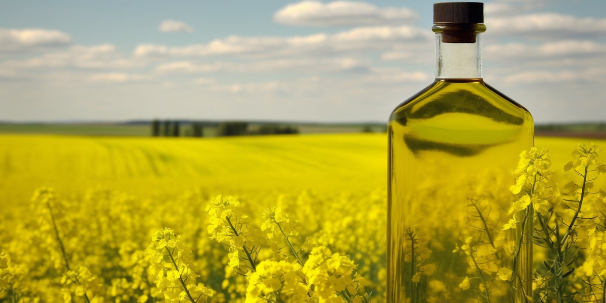 Find Out How Croatian Olive Oil Compares to Canola Oil | SELO | Selo ...